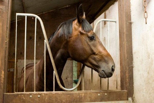 Shredded paper horse bedding – Crow Recycling